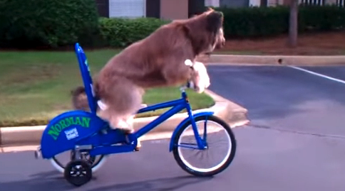 Bike Riding Dog Goes For A Ride!