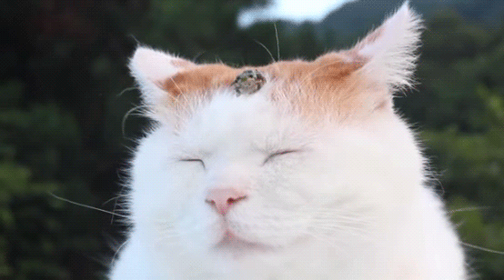 Cat With a Frog On Its Head Delights Viewers!