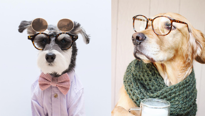 Stylish Dogs In Human Clothes and Accessories from Instagram