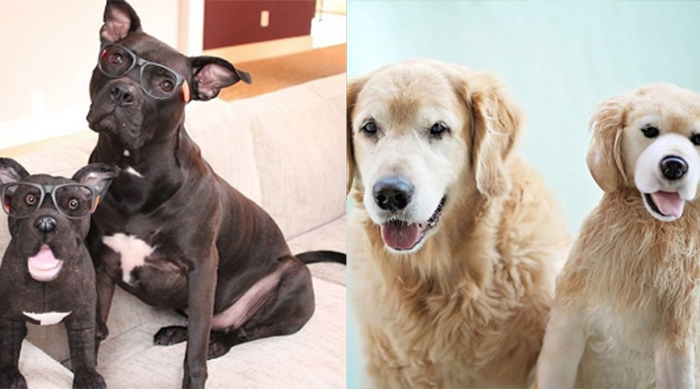 Cuddle Clones Makes Lifelike Stuffed Animals Based On Pets