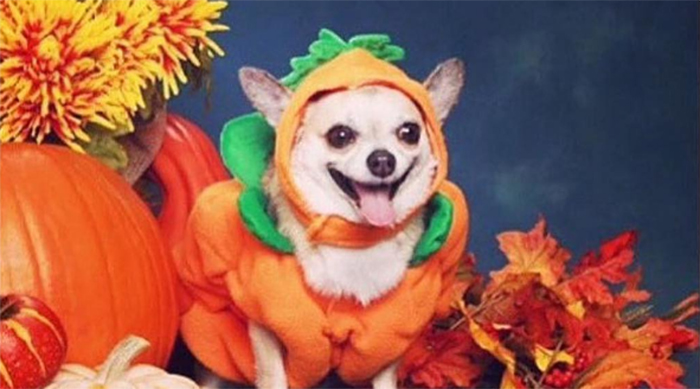 These Hilariously Adorable Memes Perfectly Sum Up Fall