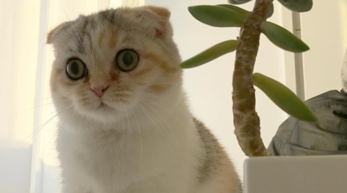 Cats to Follow on Instagram for Maximum Cuteness