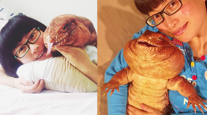 MacGyver Argentine Red Tegu Lizard Is Famous on Instagram