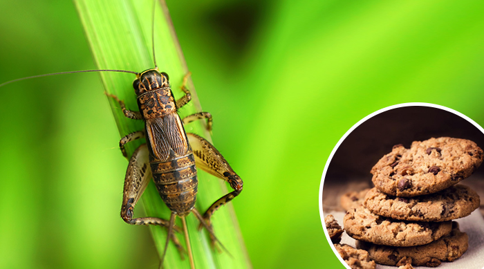 We Tried Chirps Chocolate Chip Cricket Cookies