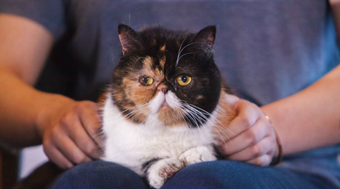 CatCon Is the Cat-Lover's Dream Convention