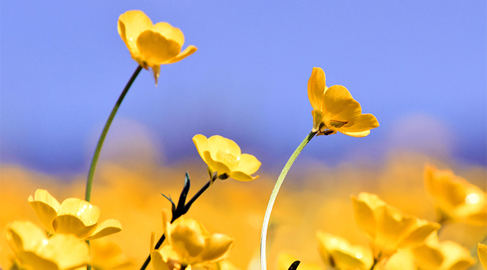 Star Sign Flowers and Personality Meanings Horoscope