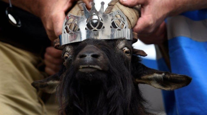 The Irish Town of Killorglin Crowned a Wild Goat as King