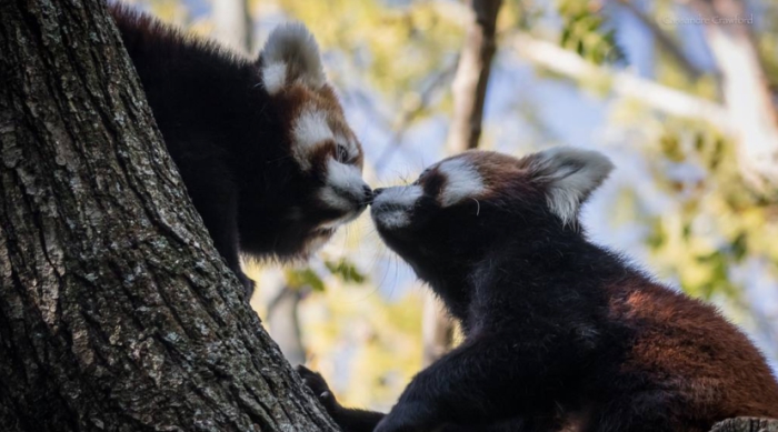 The Cincinnati Zoo Uses a Dating App To Pair Up Animals