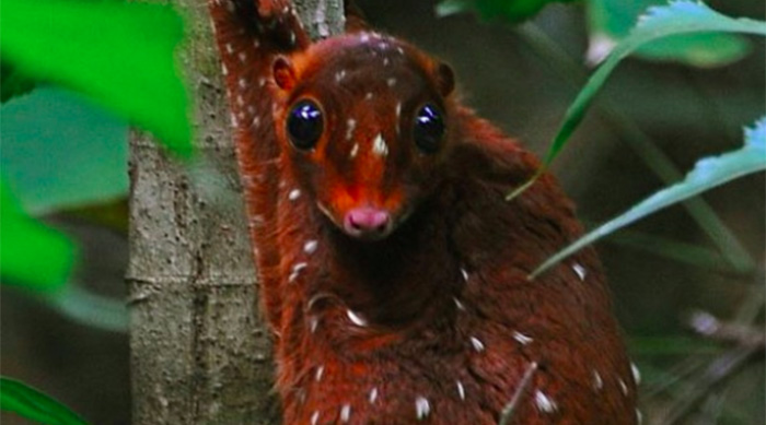 Cutest Animals You Didn't Know Existed Until Now