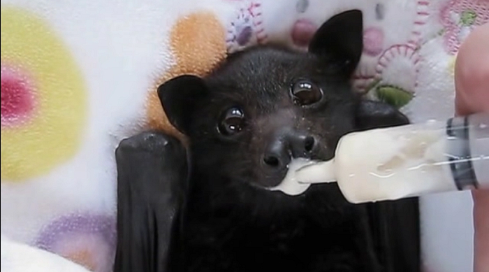 Cutest YouTube Videos of Baby Bats