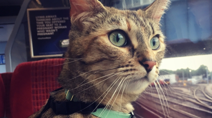 Kitten Ride Train in Japan To Raise Awareness For Stray Cats