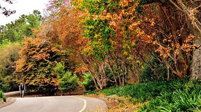 How to Get the Fall Experience In Los Angeles