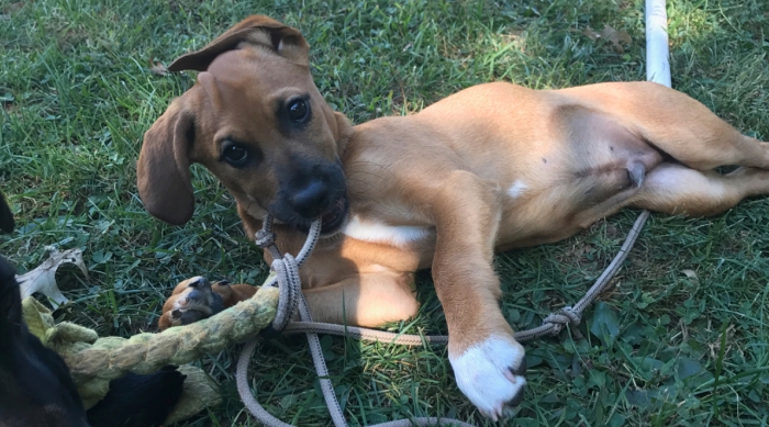 Little Girl Sings a Lullaby to Newly Adopted Dog