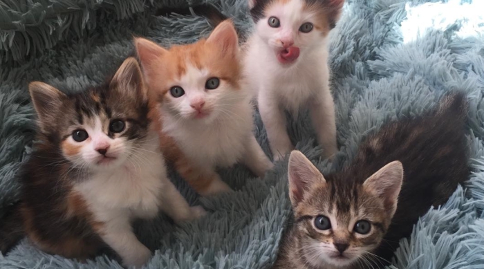 Cop in Florida Rescues Stray Cats During Her Patrols