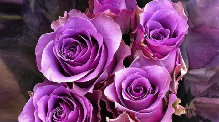 Guide to the Meaning Behind Every Color of Rose