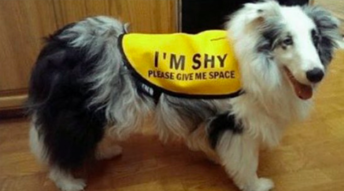 Funny Memes Only Shy People Will Find Relatable