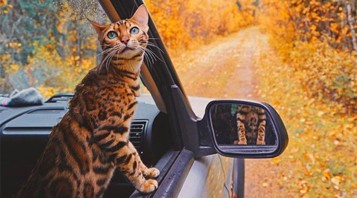 Best Instagram Captions for Every Type of Road Trip Post