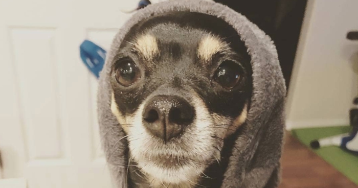 Signs You Have an Unhealthy Obsession With Your Dog