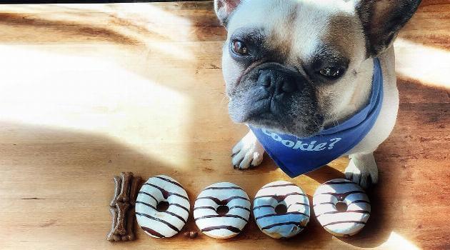 Instagram Captions for Celebrating Every Follower Milestone