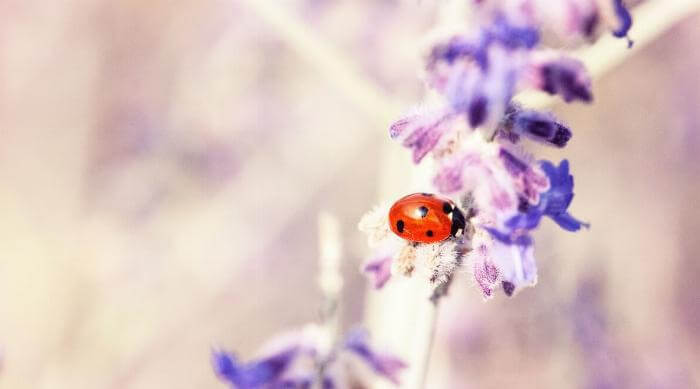 Ladybug Instagram Captions for All of Your Lucky Photos