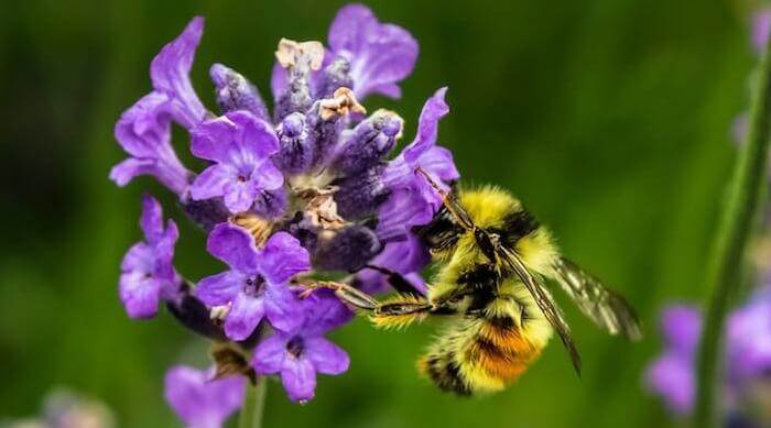 Buzz-Worthy Bee Instagram Captions for Your Bumblebee Pics