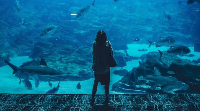 Aquatic Instagram Captions for Photos of the Aquarium