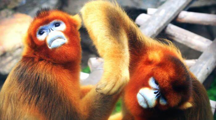 35 Bizarre Animals You Won't Believe Exist in Real Life