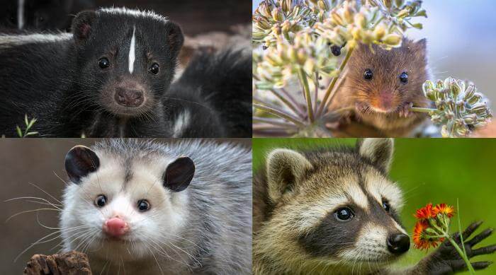 The Cute and Rascally Animal You Are, by Zodiac Sign