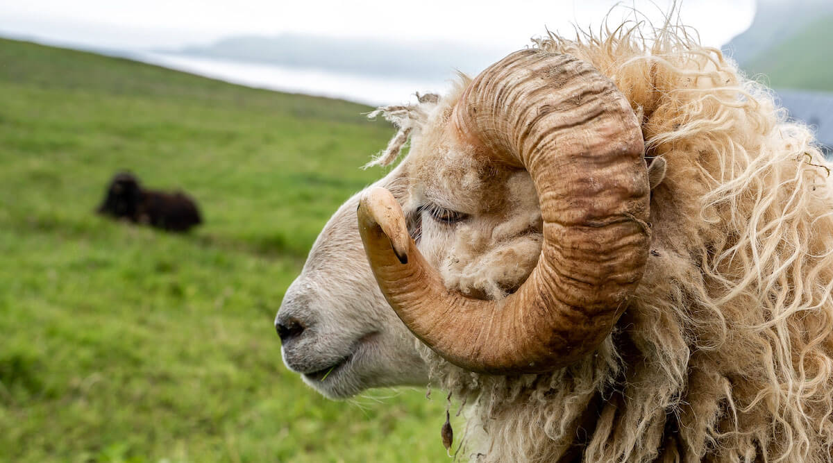 How to Celebrate Astrological New Year Aries Season