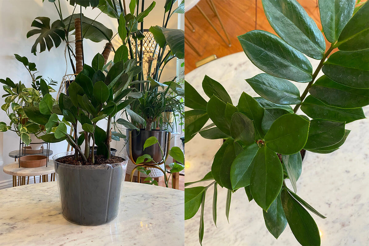 Our Favorite House Plant Products of 2024