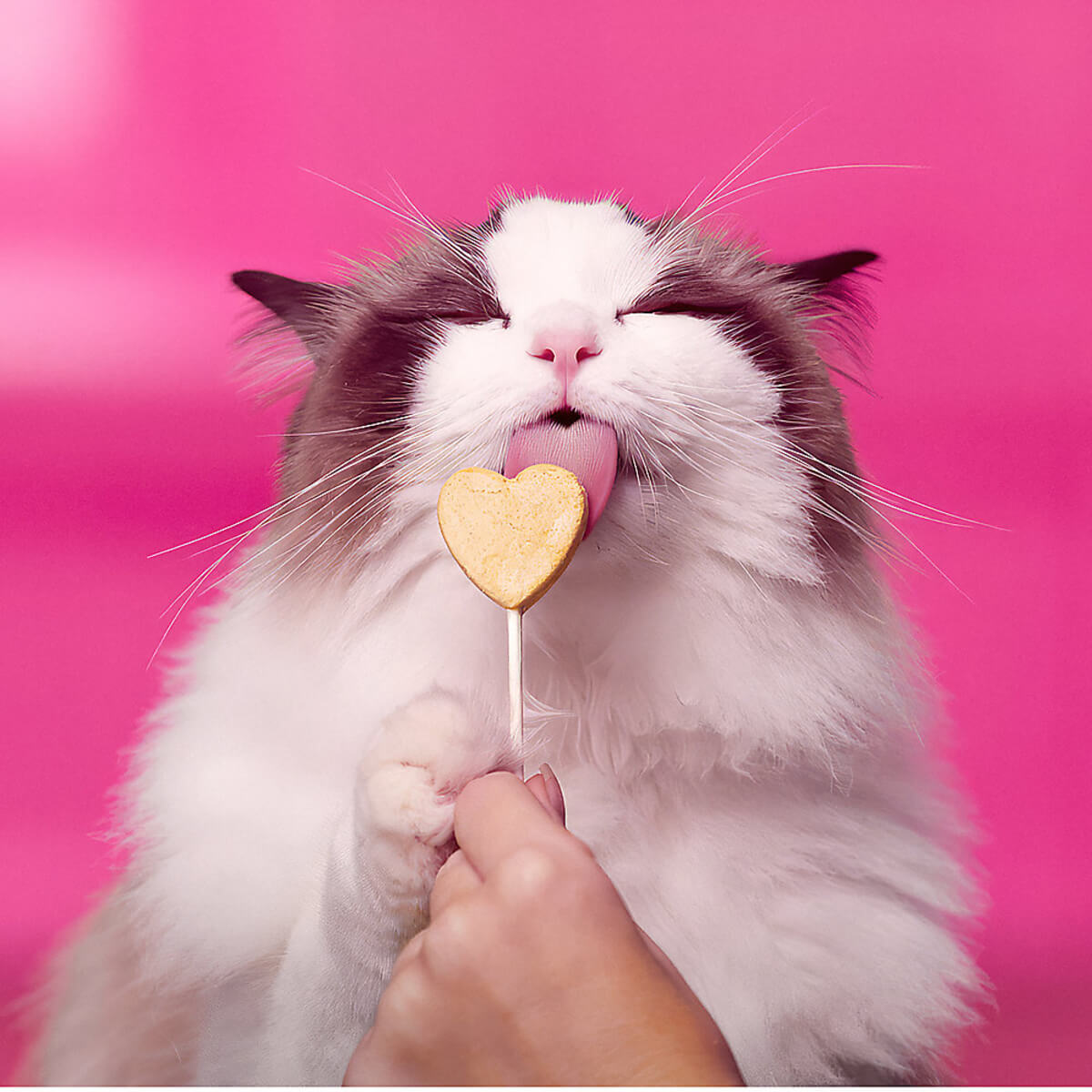 The Most Adorable Cat Gifts for National Kitten Day