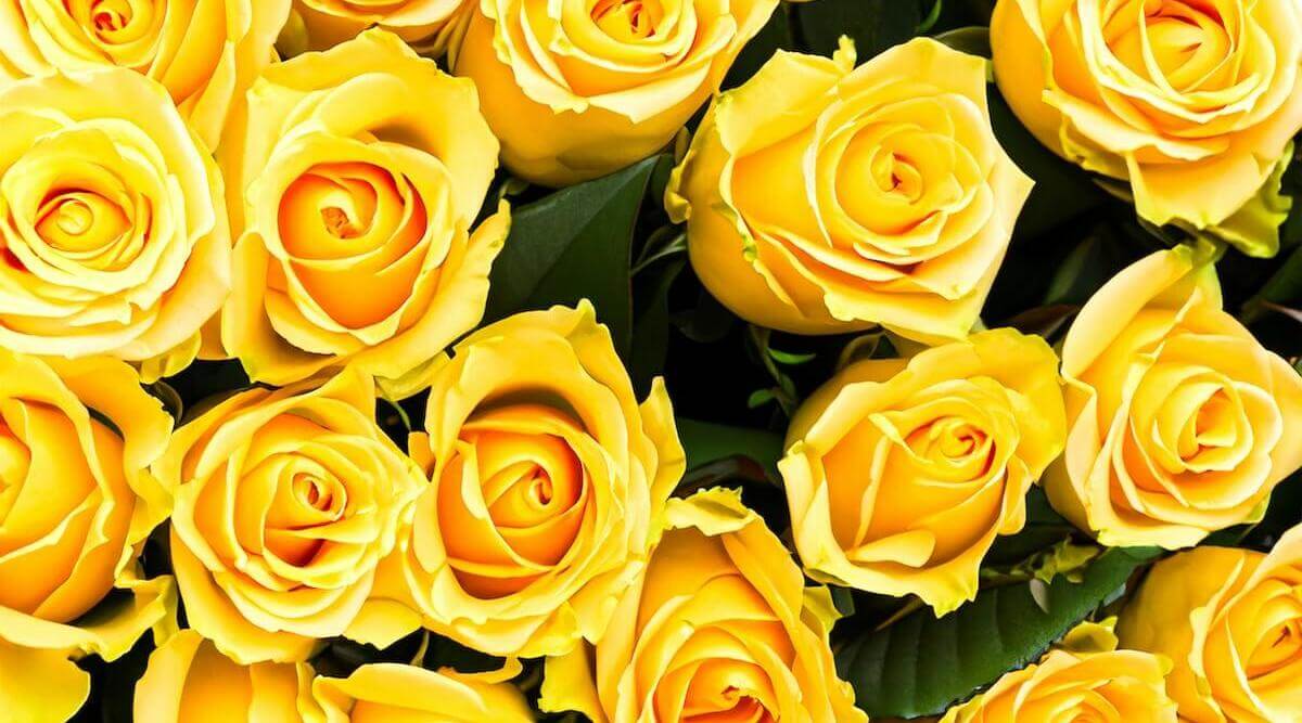 A Guide to the Meaning Behind Every Color of Rose