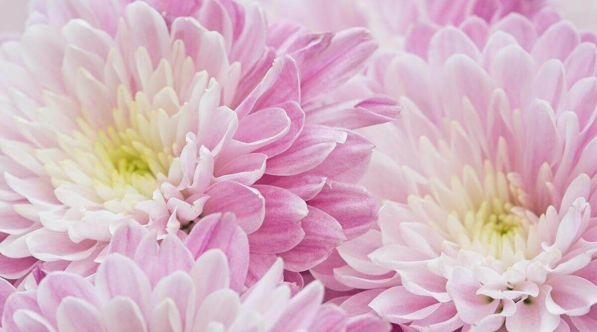 Gorgeous Pink Flower Varieties Everyone Should Know About